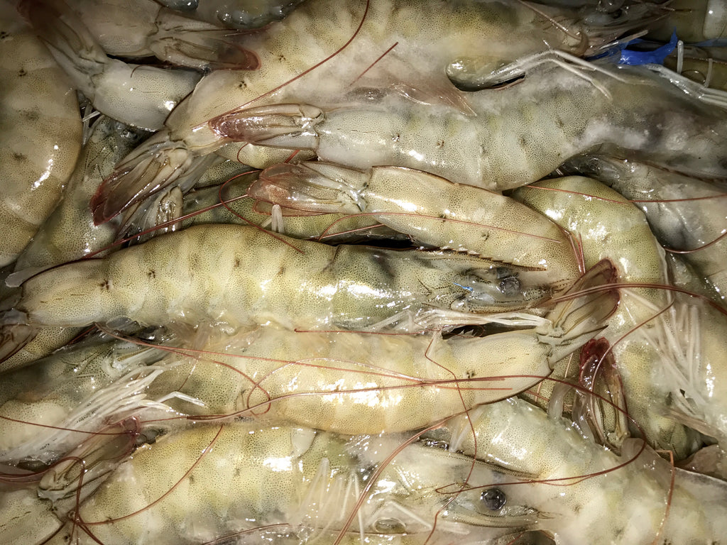 HEAD-ON WHITE SHRIMP (4 LBS/BOX) - ECUADOR - CHAMPMAR BRAND – Ocean Packers